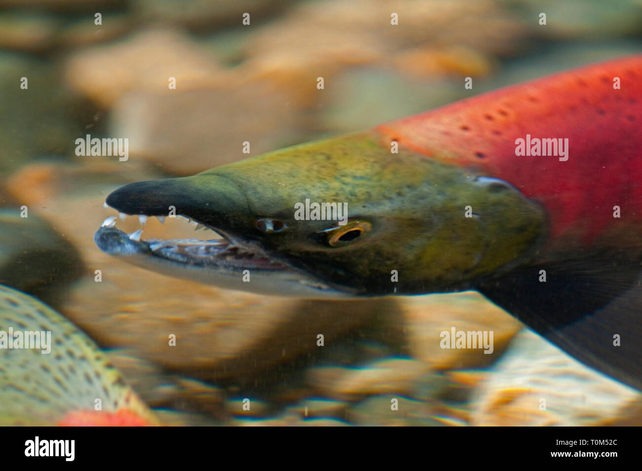 A kokanee salmon poses for a portrait Stock Photo - Alamy