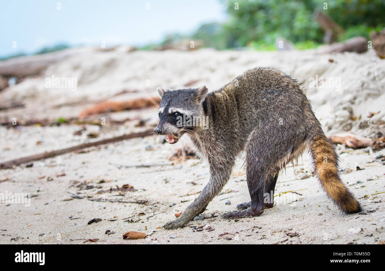 Adult female raccoon (Procyon lotor) on the beach at Cahuita National ...
