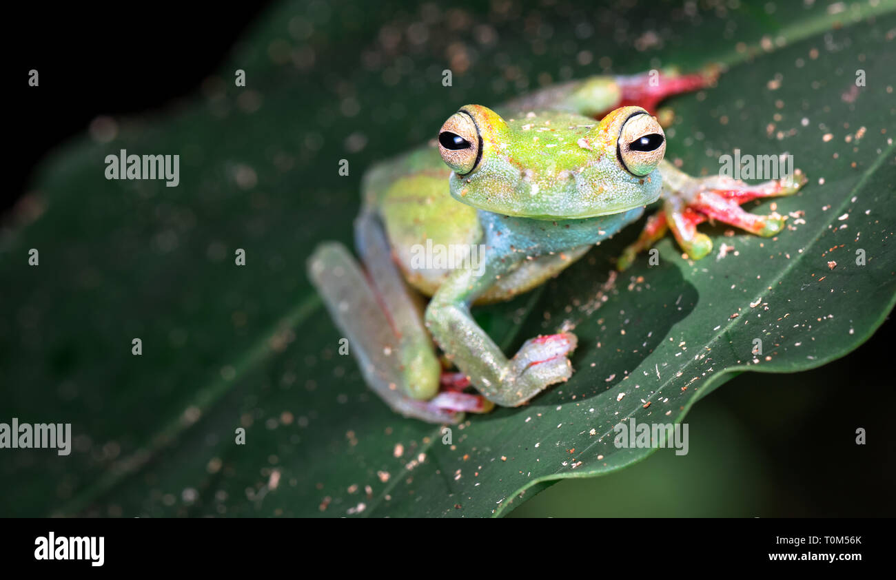 Scarlet-webbed tree frog (Boana rufitela), Cahuita National Park, Costa ...