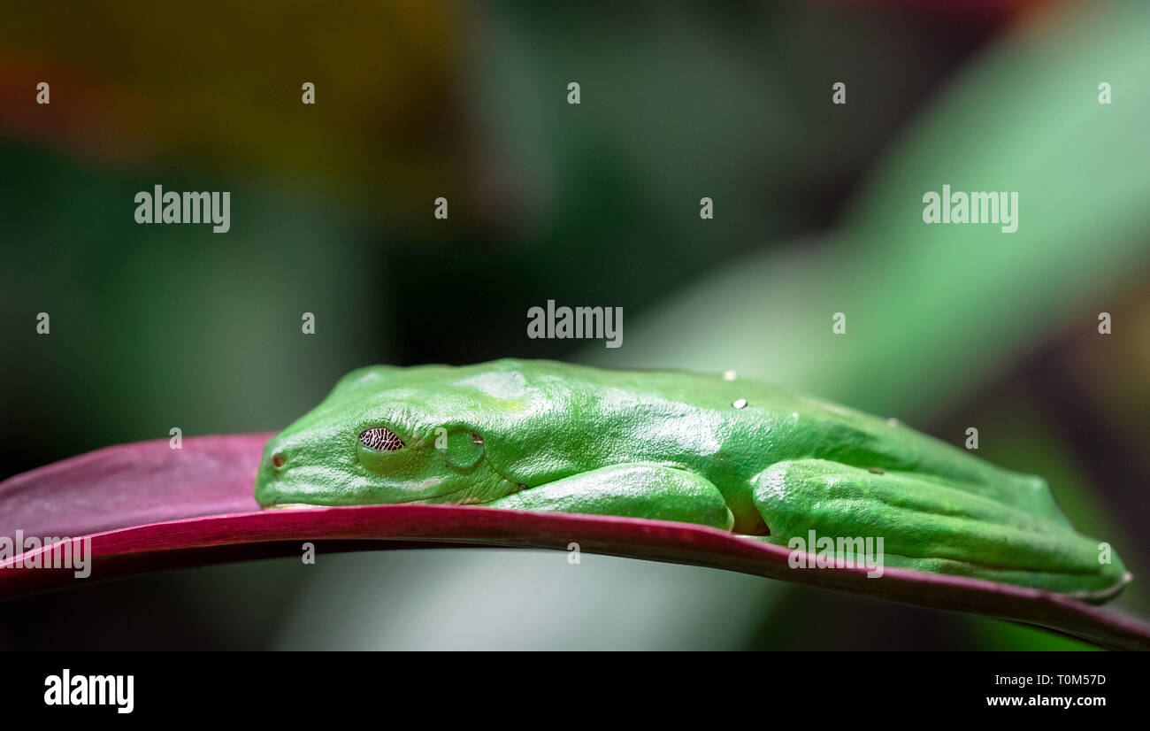 Gliding tree frog hi-res stock photography and images - Alamy