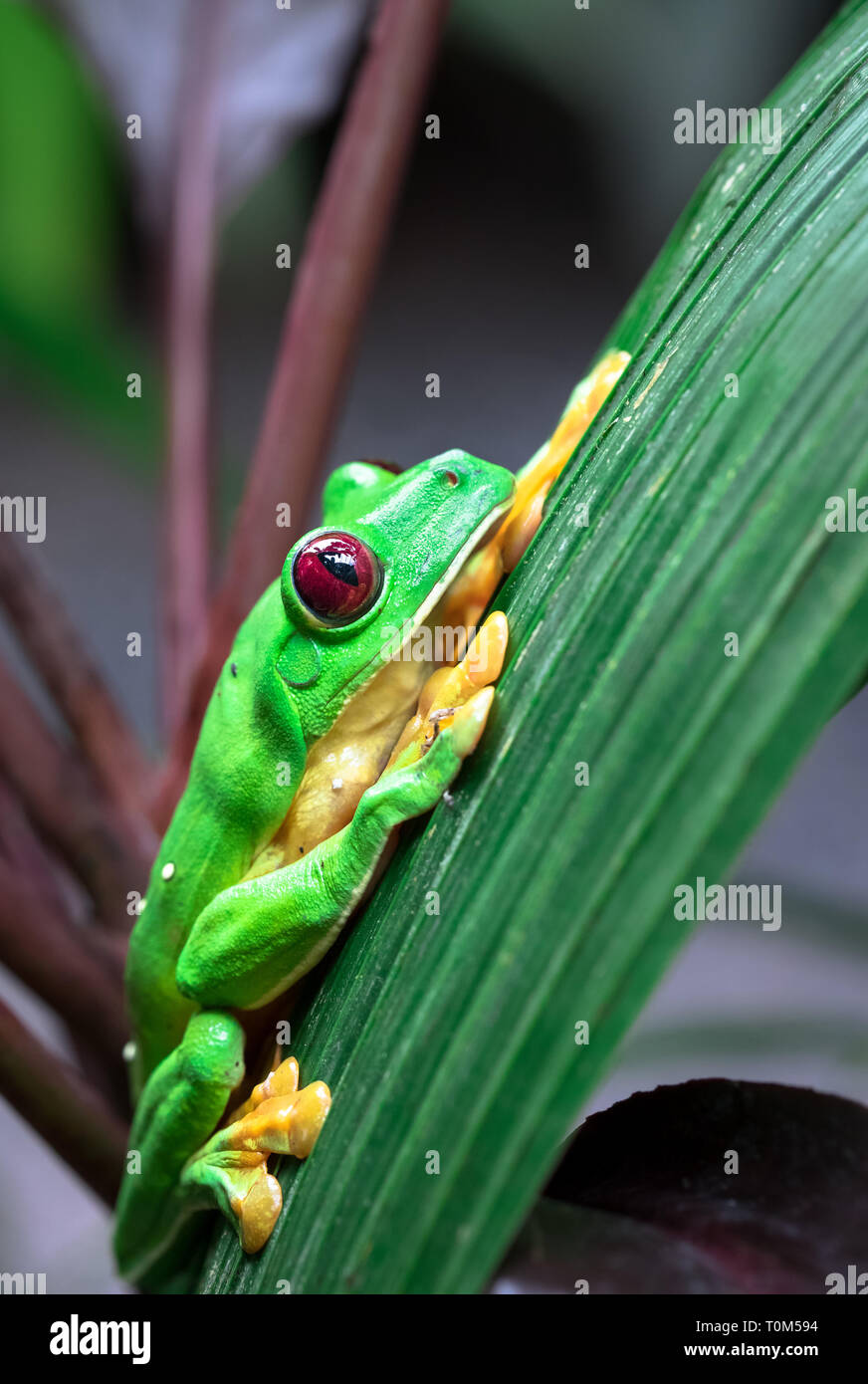 Gliding tree frog (Agalychnis spurrelli) resting on a leaf in Costa ...