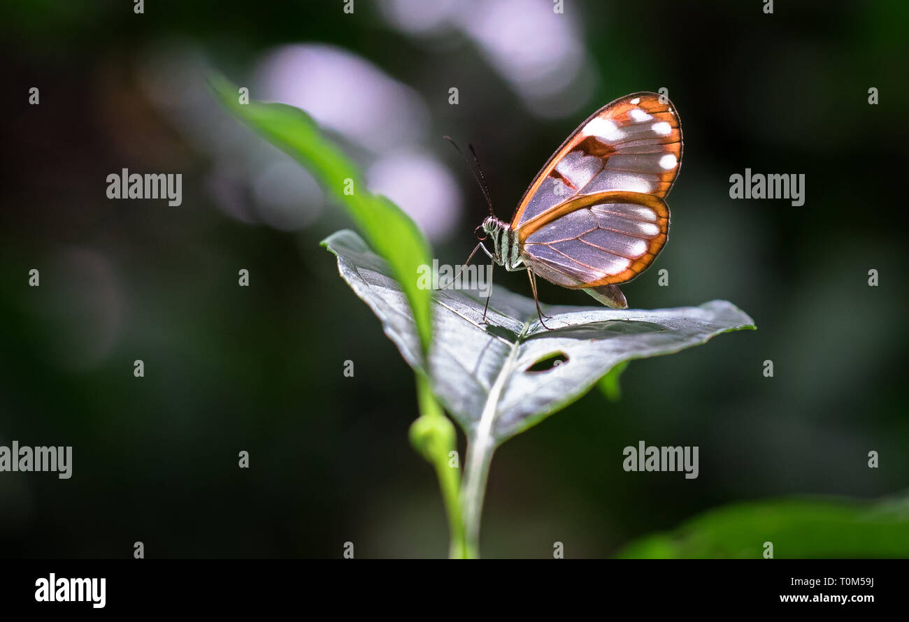 White-spotted glasswing butterfly (Greta sp., probably Greta nero or ...