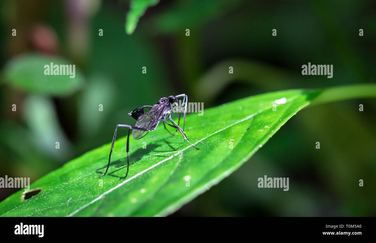 Large black wasp with a cup-like appendage on its abdomen in the ...