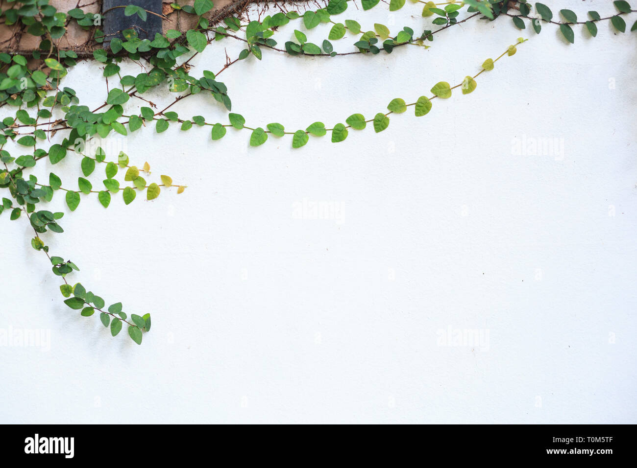 Climbing fig (creeping fig, Ficus pumila), woody evergreen vine, has ...