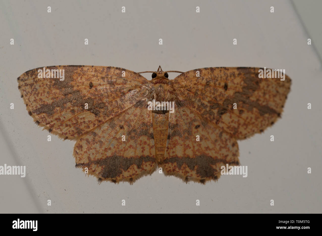 Moth, Ennominae Subfamily, with camouflage pattern on wall, Klungkung ...