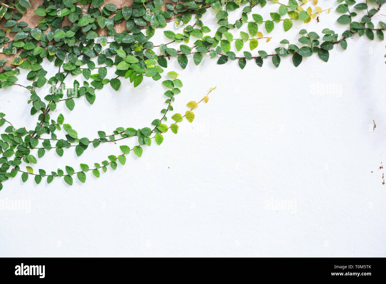 Climbing fig (creeping fig, Ficus pumila), woody evergreen vine, has ...