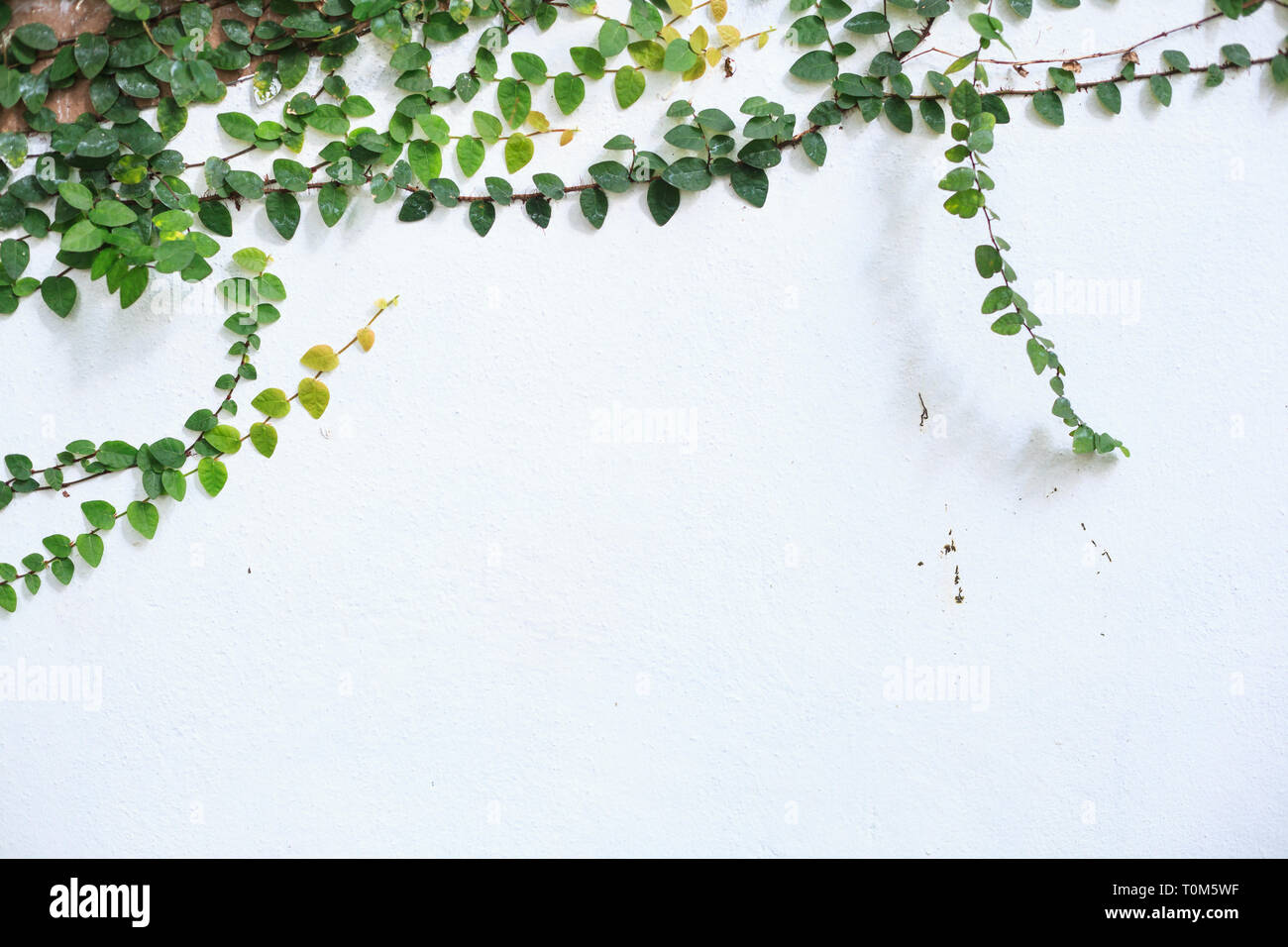 Climbing fig (creeping fig, Ficus pumila), woody evergreen vine, has ...