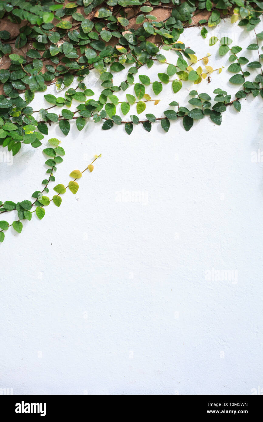 Climbing fig (creeping fig, Ficus pumila), woody evergreen vine, has ...