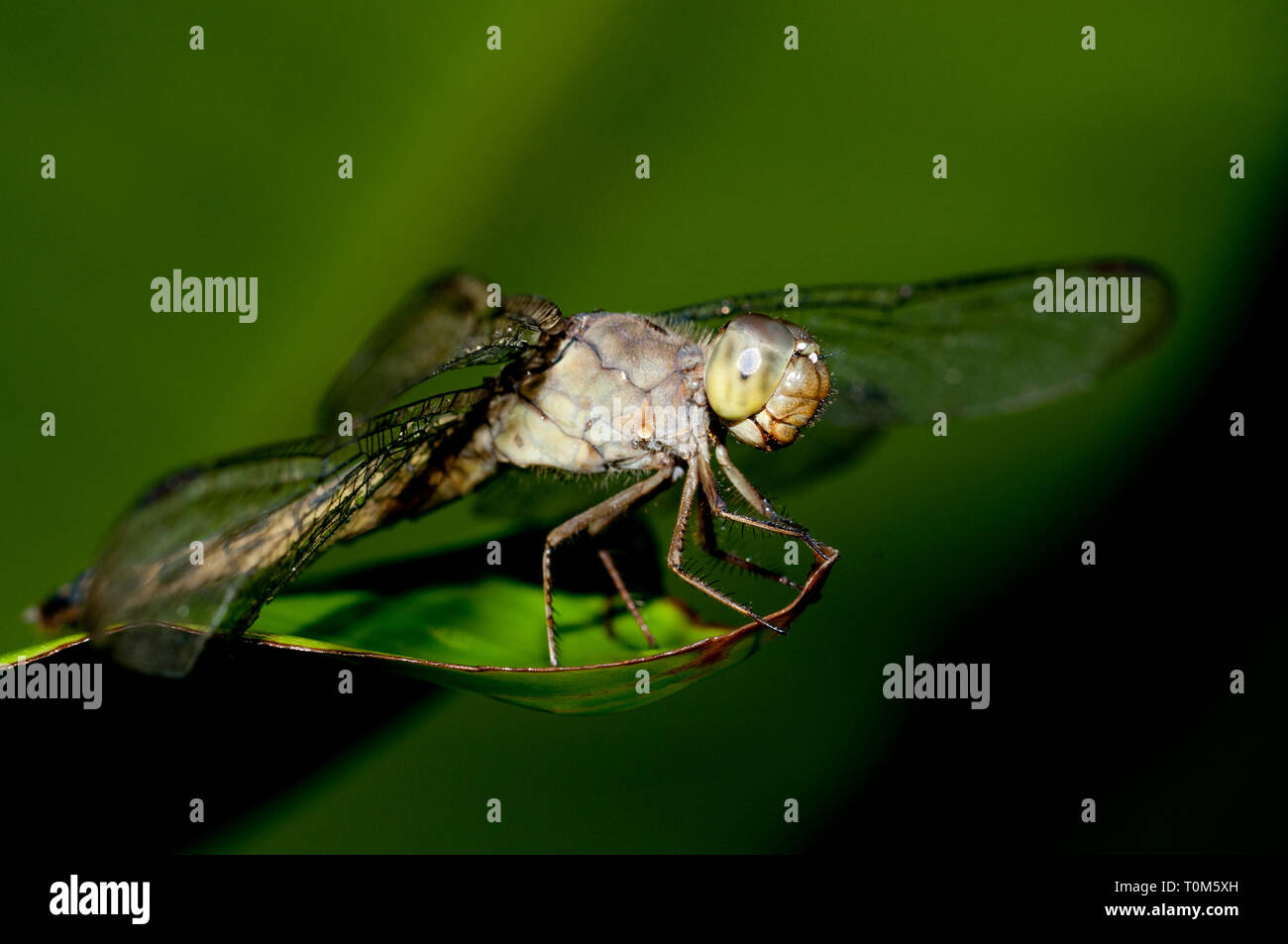Dragonfly, Libellulidae Family, on leaf, Klungkung, Bali, Indonesia ...