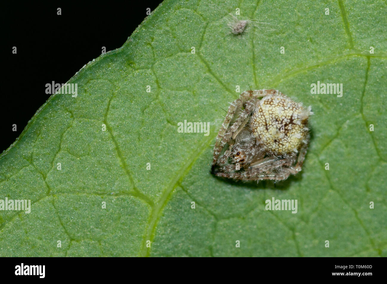 Tailed Orb-Weaver Spider, Eriovixia sp, in defensive diamond-shape ...