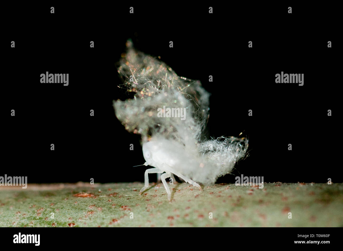 Planthopper Nymph High Resolution Stock Photography and Images - Alamy