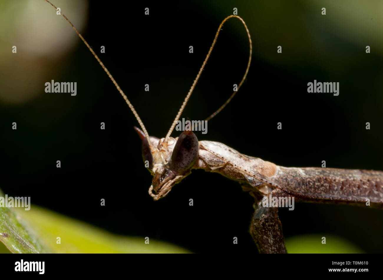 Paratoxodera sp hi-res stock photography and images - Alamy