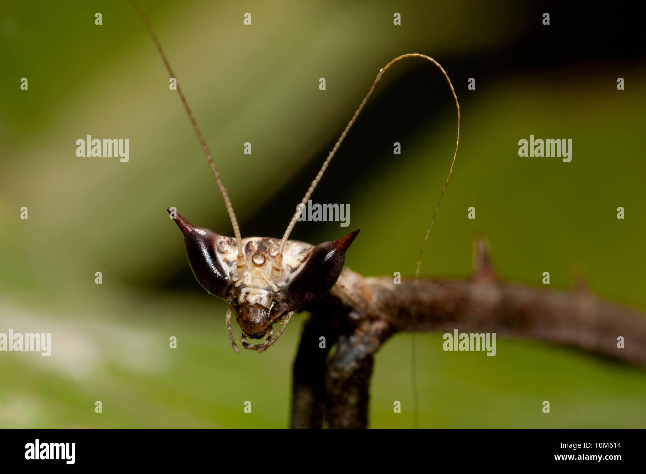 Praying Mantis, Paratoxodera sp, detail of head, Klungkung, Bali ...