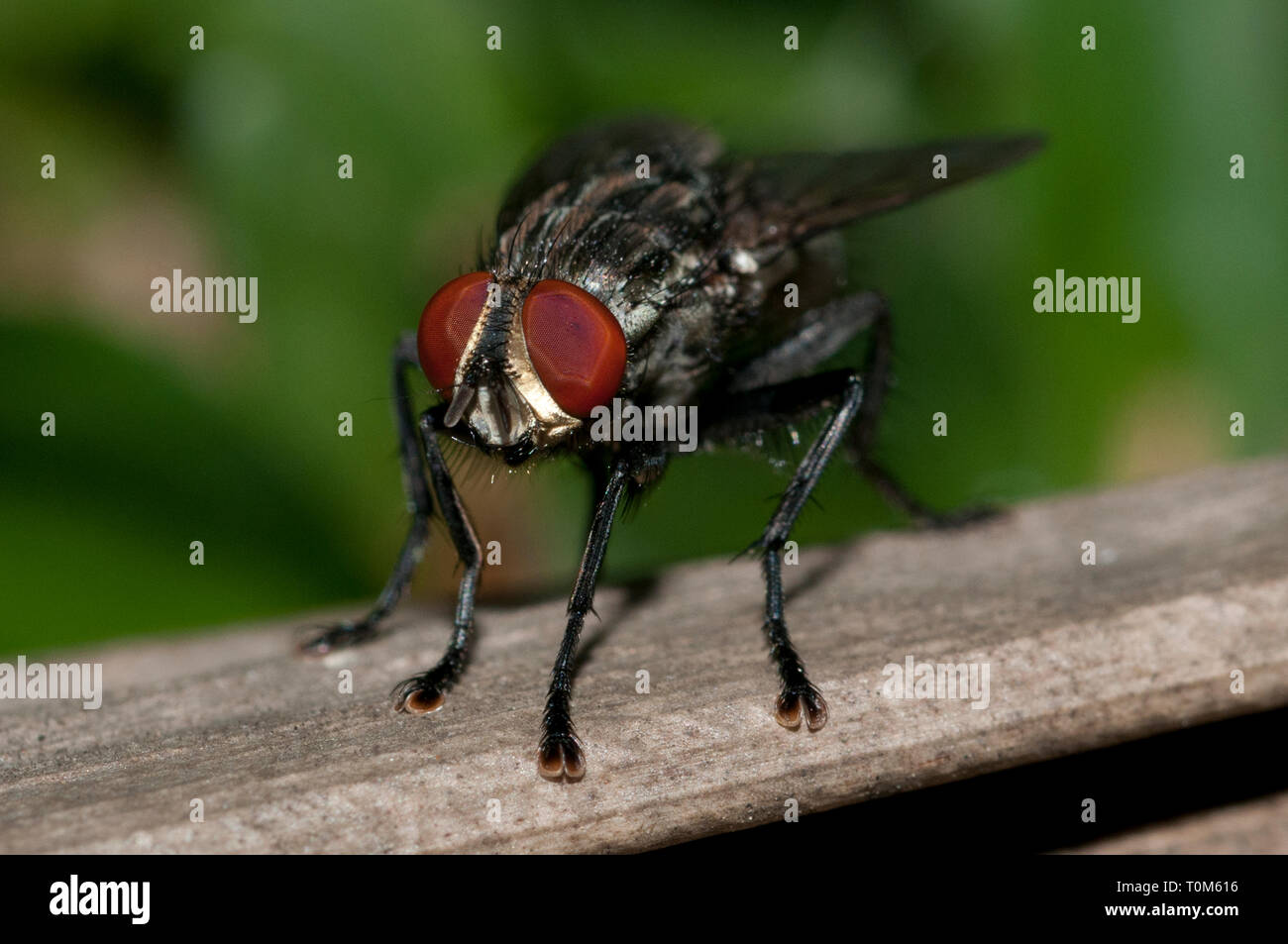 Diptera animalia hi-res stock photography and images - Alamy