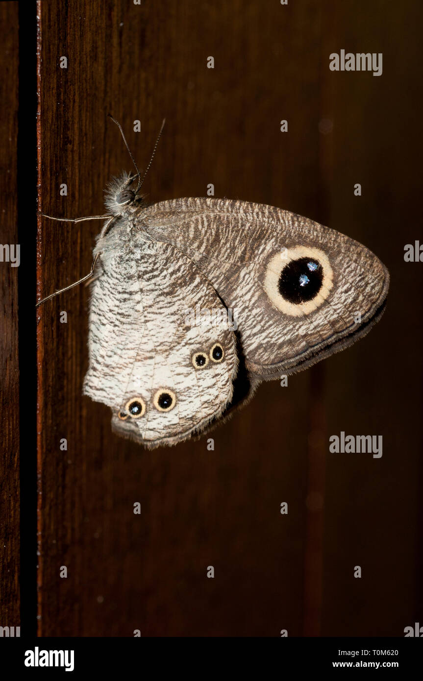 Common Five Ring Butterfly, Ypthima baldus, Klungkung, Bali, Indonesia ...