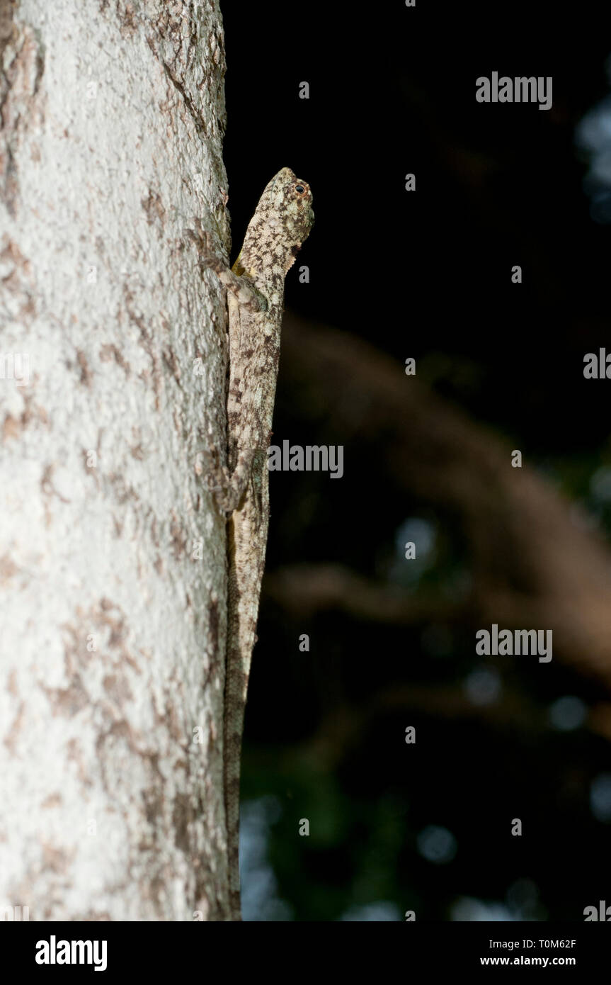 Draco volans hi-res stock photography and images - Alamy