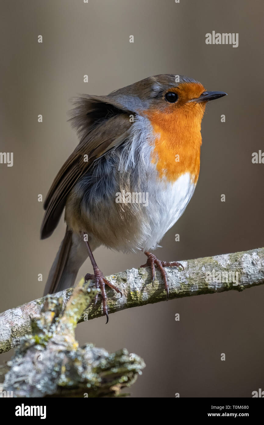 European robin (Erithacus rubecula Stock Photo - Alamy
