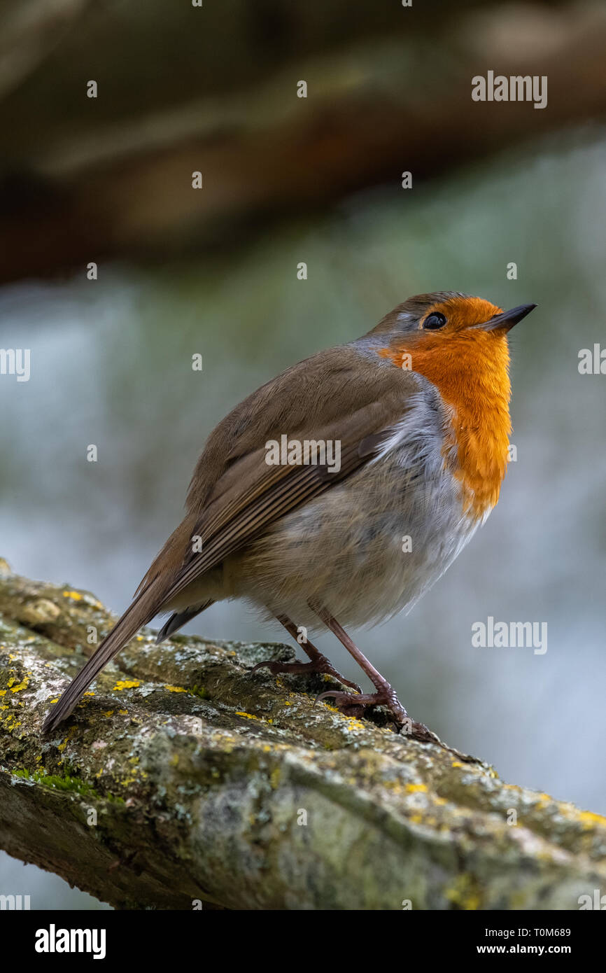 European robin (Erithacus rubecula Stock Photo - Alamy