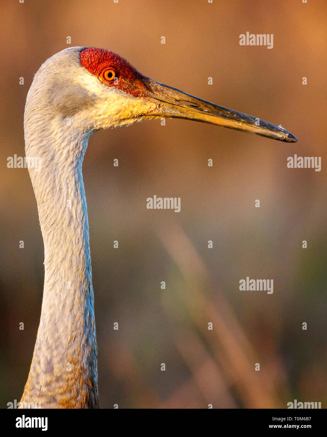 Sandhill crane wildlife bird hi-res stock photography and images - Alamy