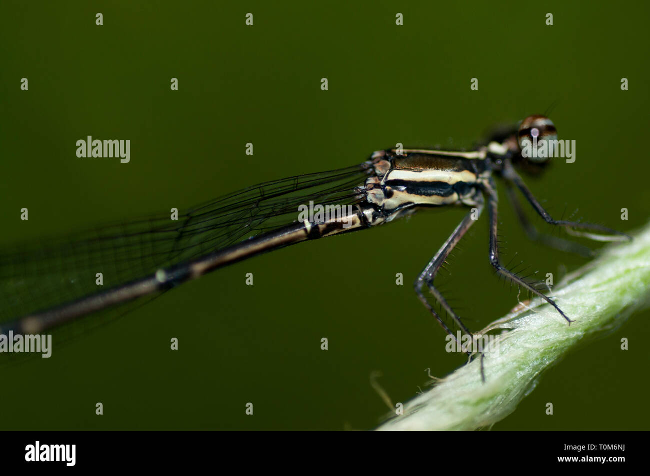 Threadtail hi-res stock photography and images - Alamy