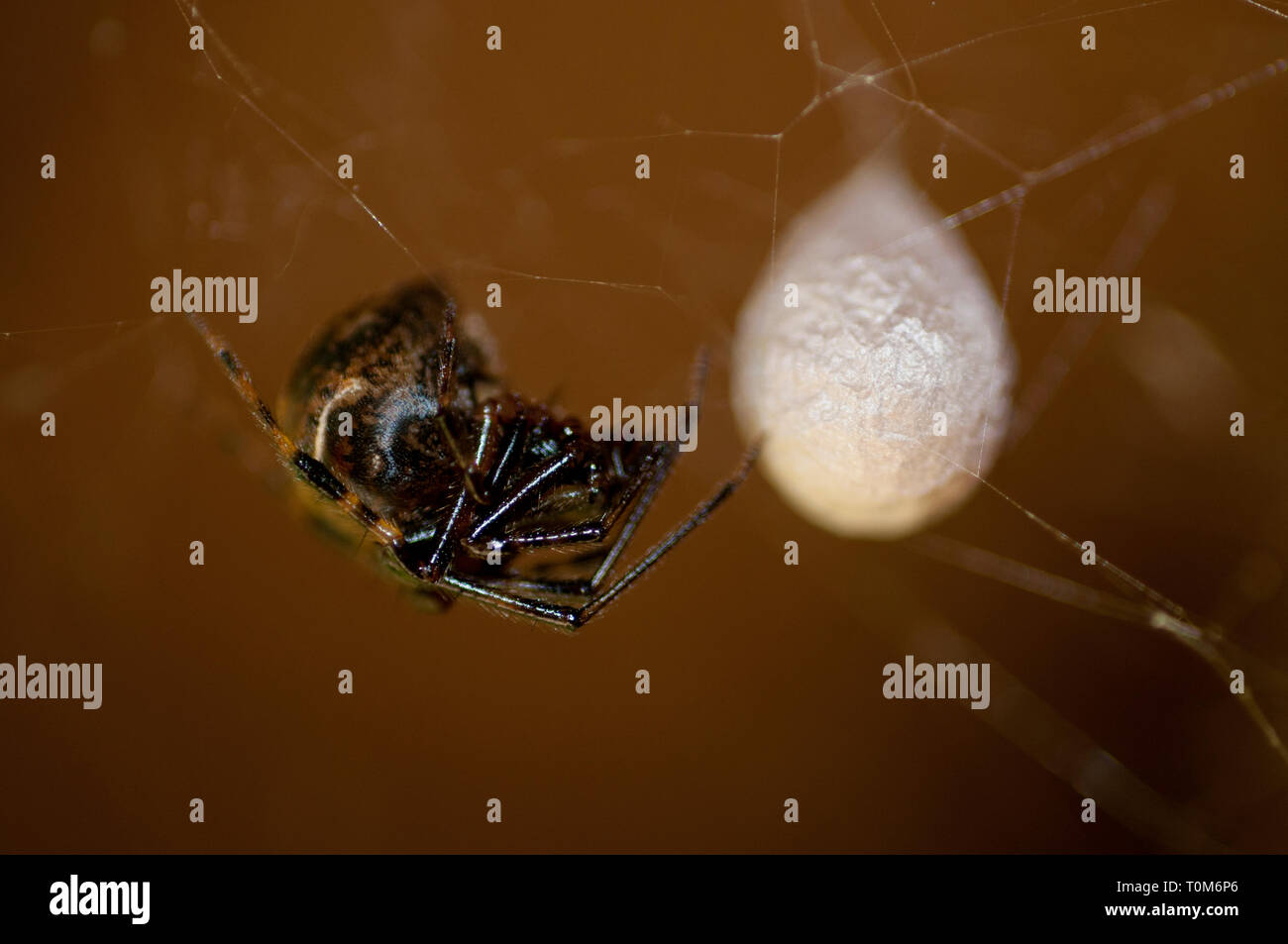 Comb-footed Spider, Theridiidae Family, with egg sac on web, Klungkung ...