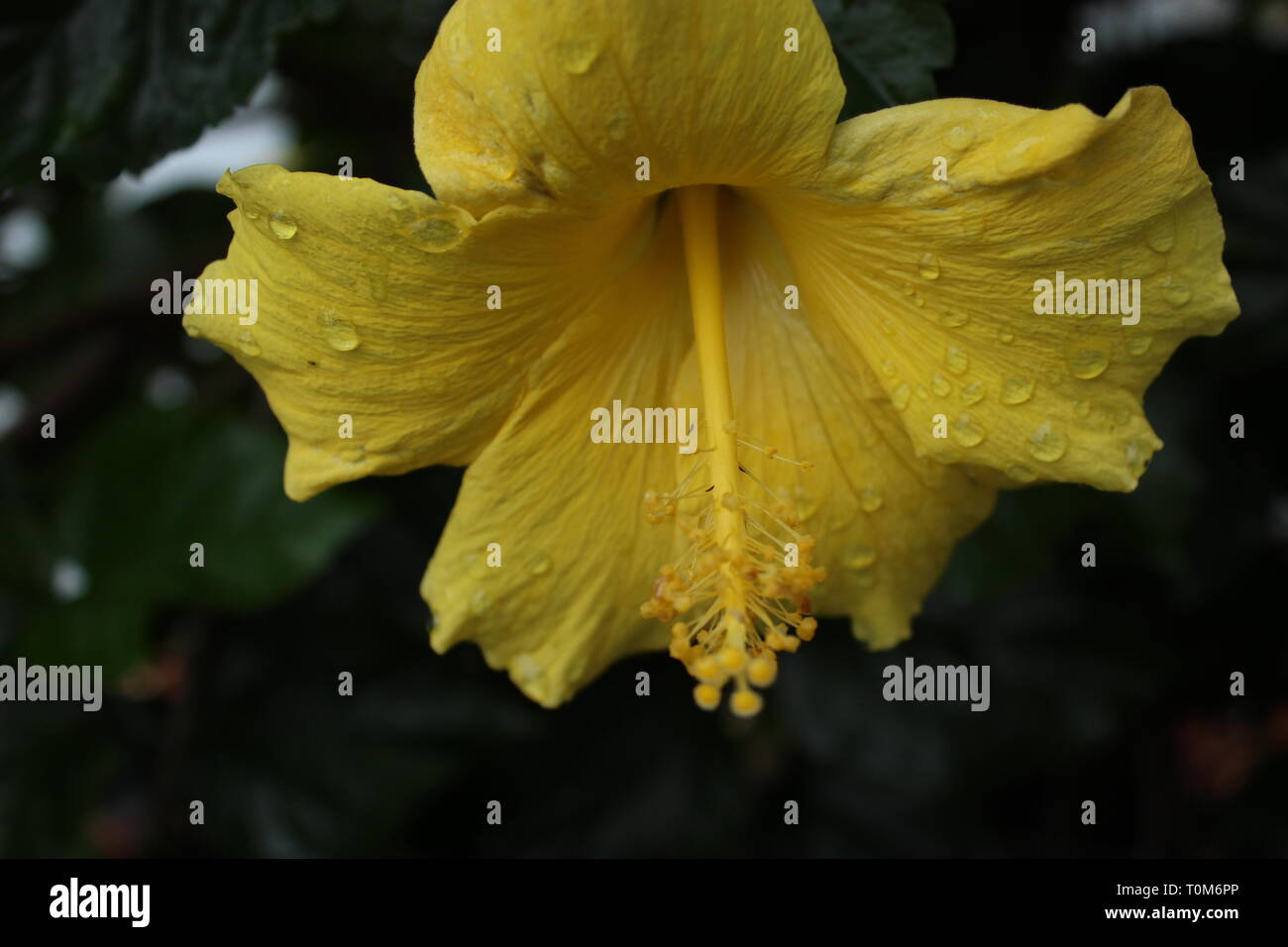 Althea flower hi-res stock photography and images - Alamy