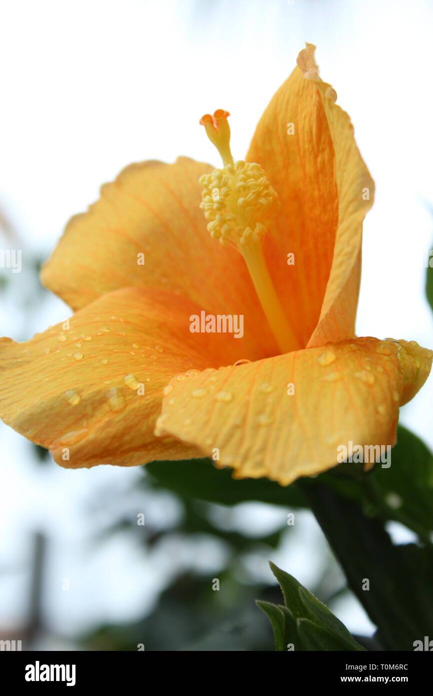 Althea flower hi-res stock photography and images - Alamy