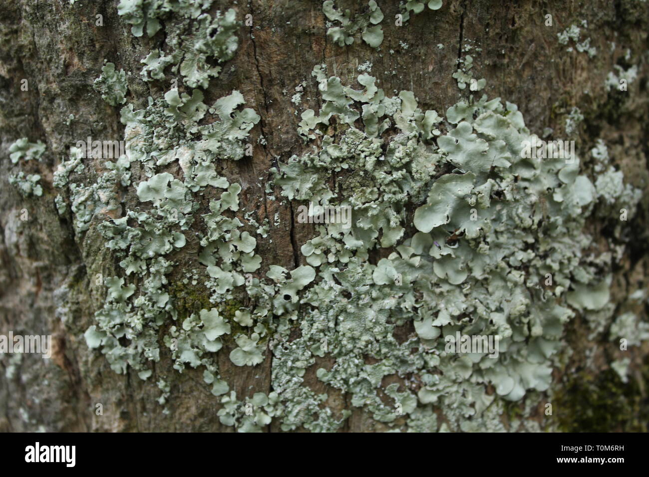 Splinter texture hi-res stock photography and images - Alamy