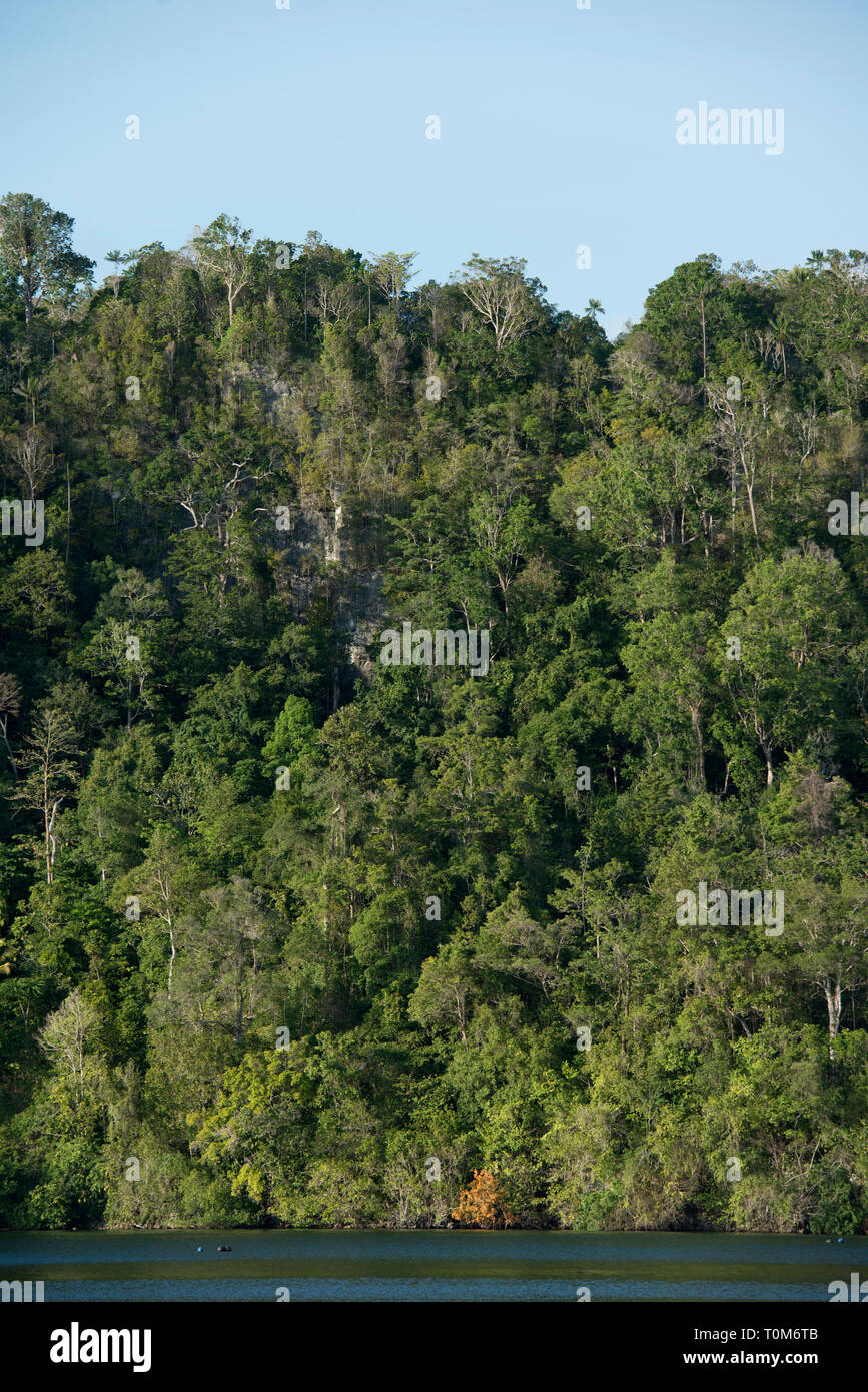 Rainforest, trees by coast on islands, Raja Ampat, West Papua ...