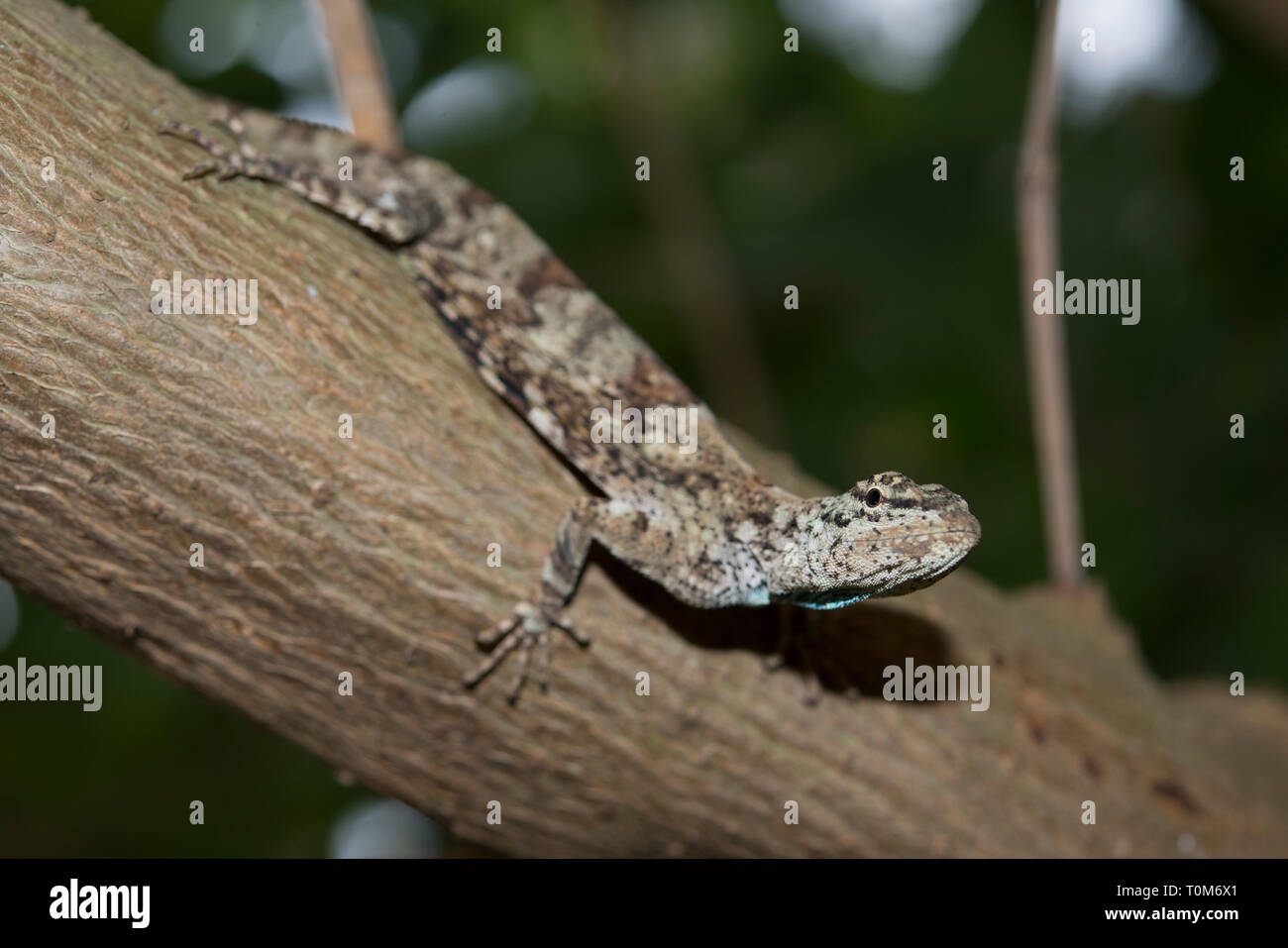 Flying Lizard, Draco volans, on tree, Klungkung, Bali, Indonesia Stock ...