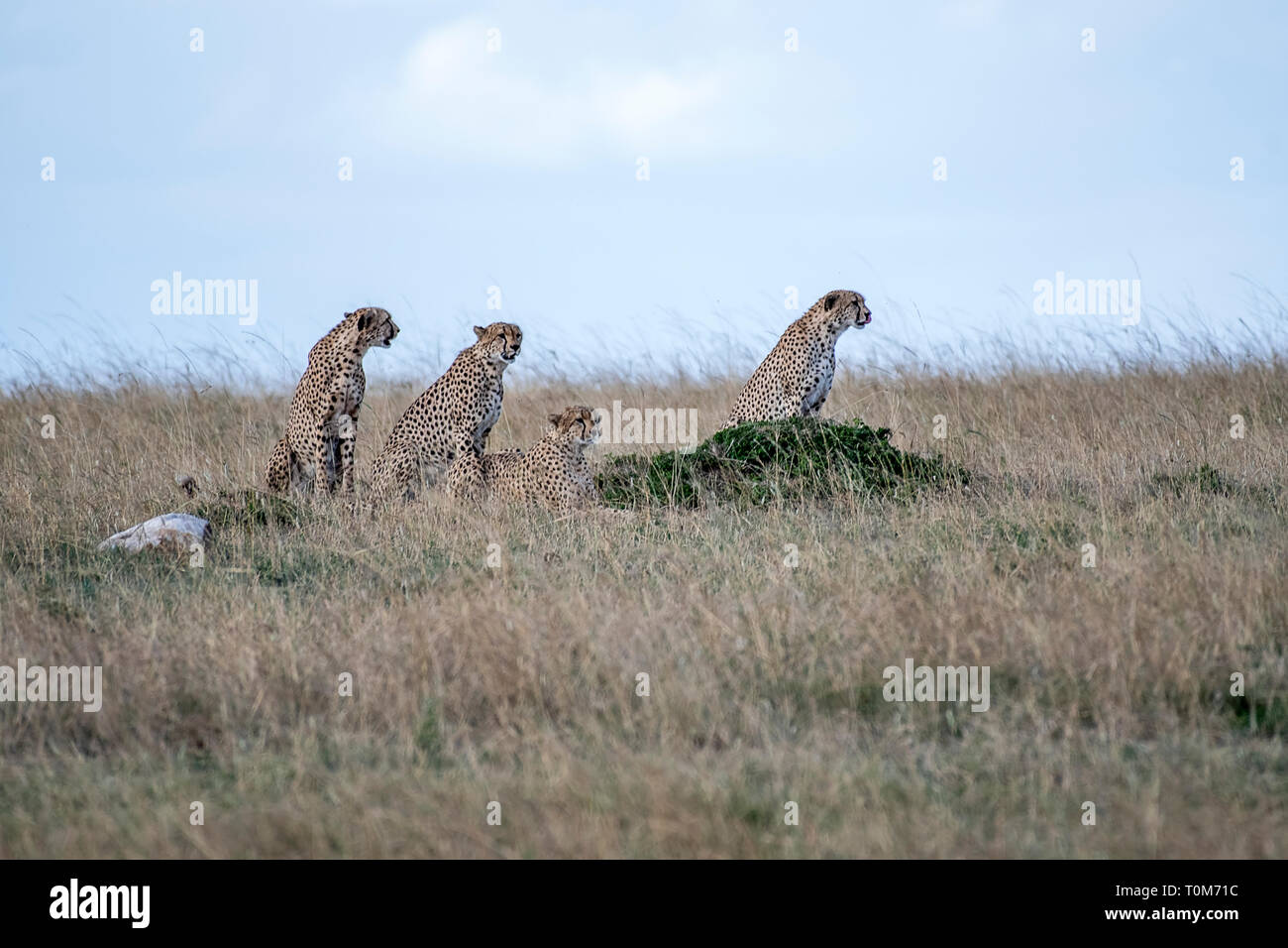 Five cheetahs hiding and walking in field looking for hunt, Maasai Mara ...
