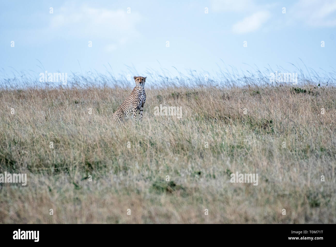 Five cheetahs hiding and walking in field looking for hunt, Maasai Mara ...