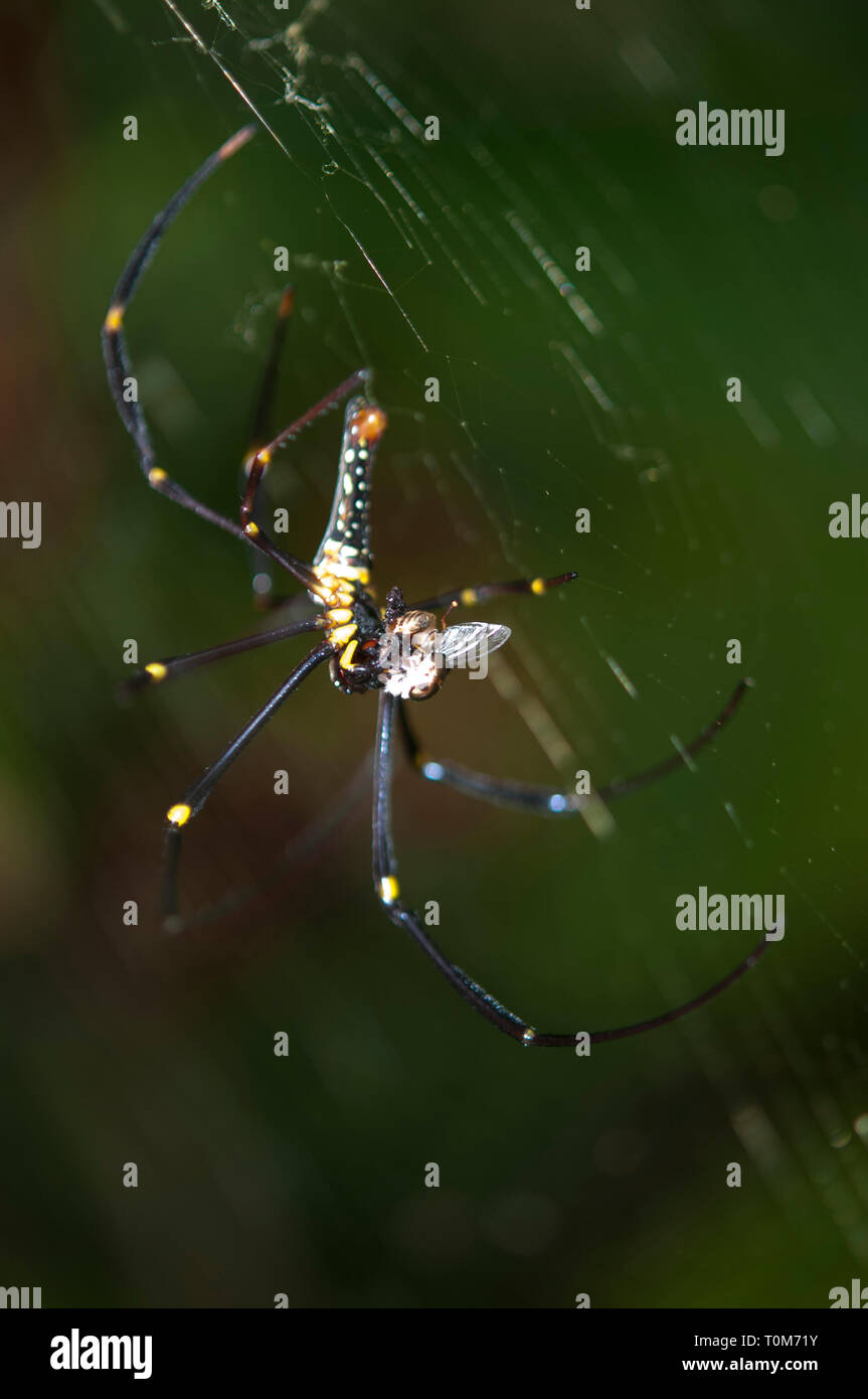 Female Golden Weaver Spider, Nephila pilipes, with Fly (Diptera Order ...