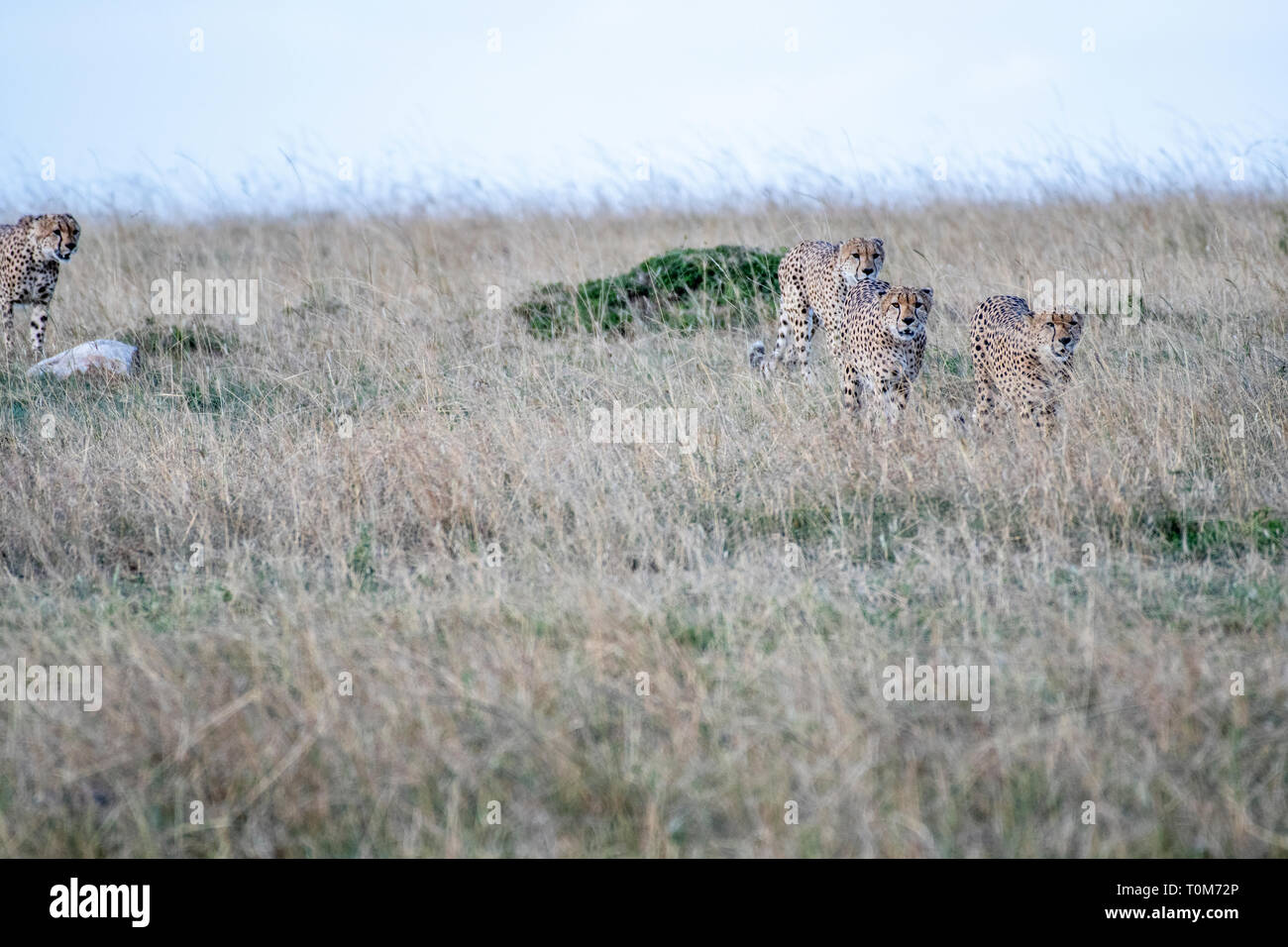 Five cheetahs hiding and walking in field looking for hunt, Maasai Mara ...