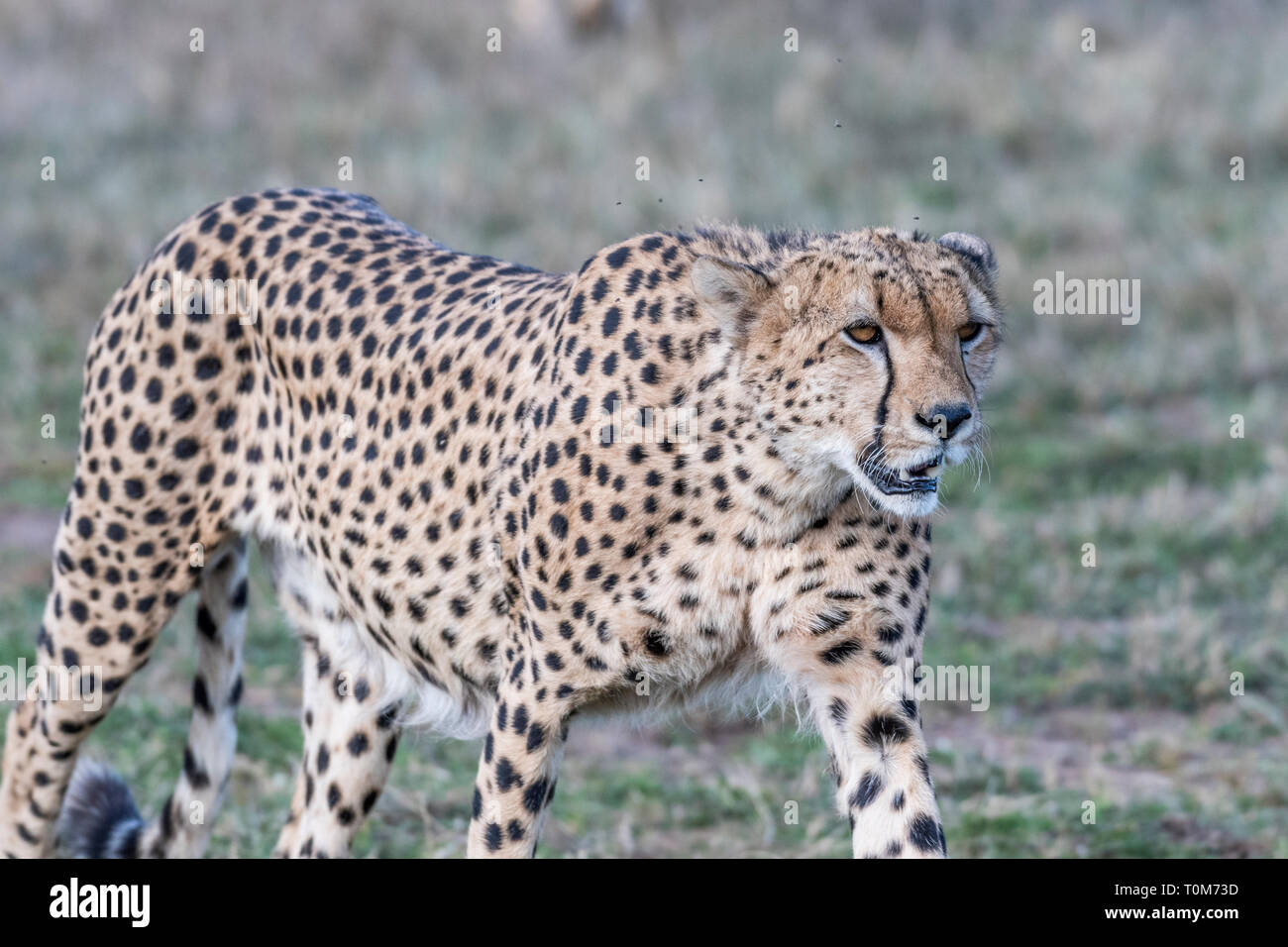 Five cheetahs hiding and walking in field looking for hunt, Maasai Mara ...
