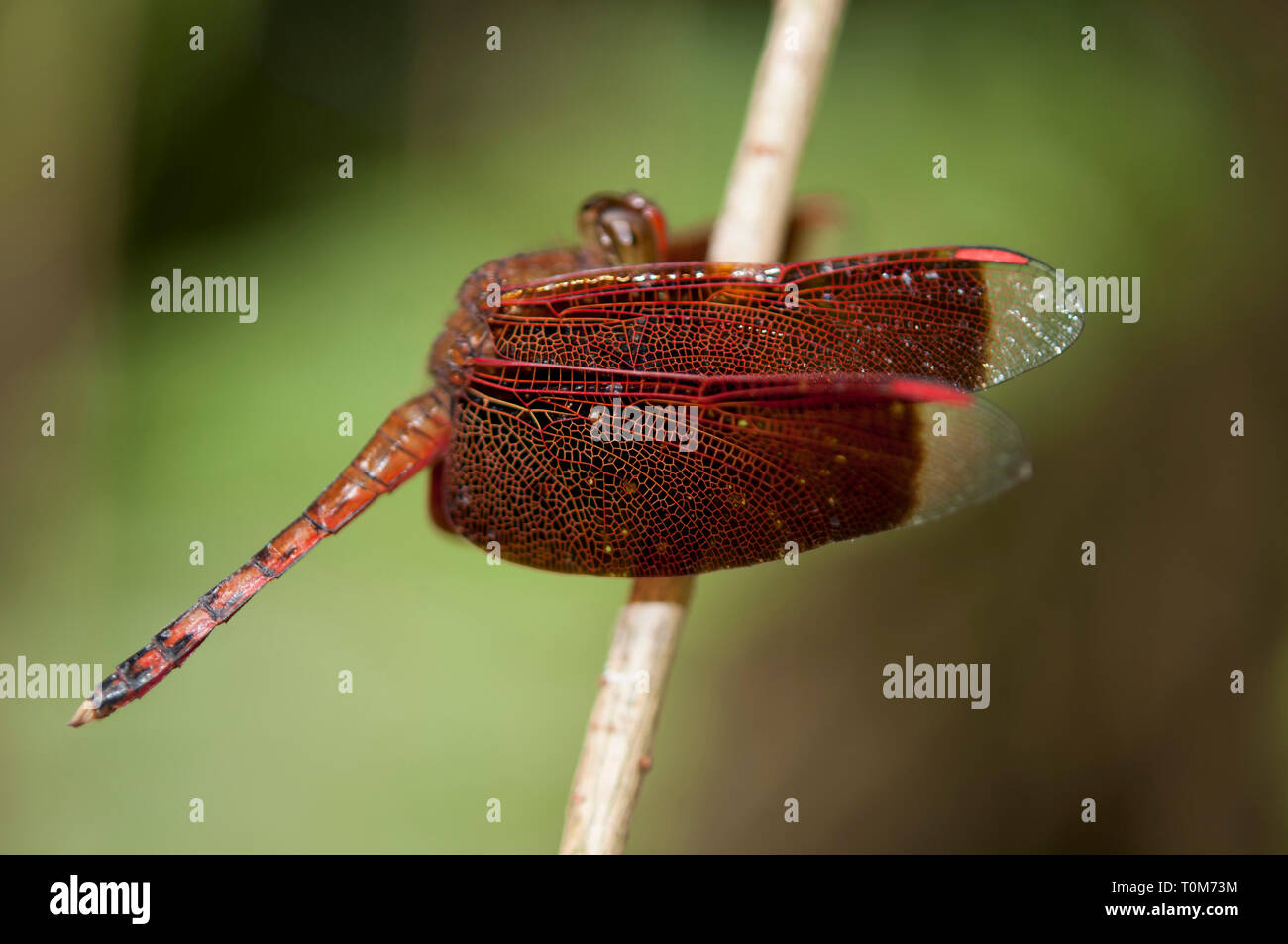 Indonesian Red-winged Dragonfly, Neurothemis terminata, Klungkung, Bali ...