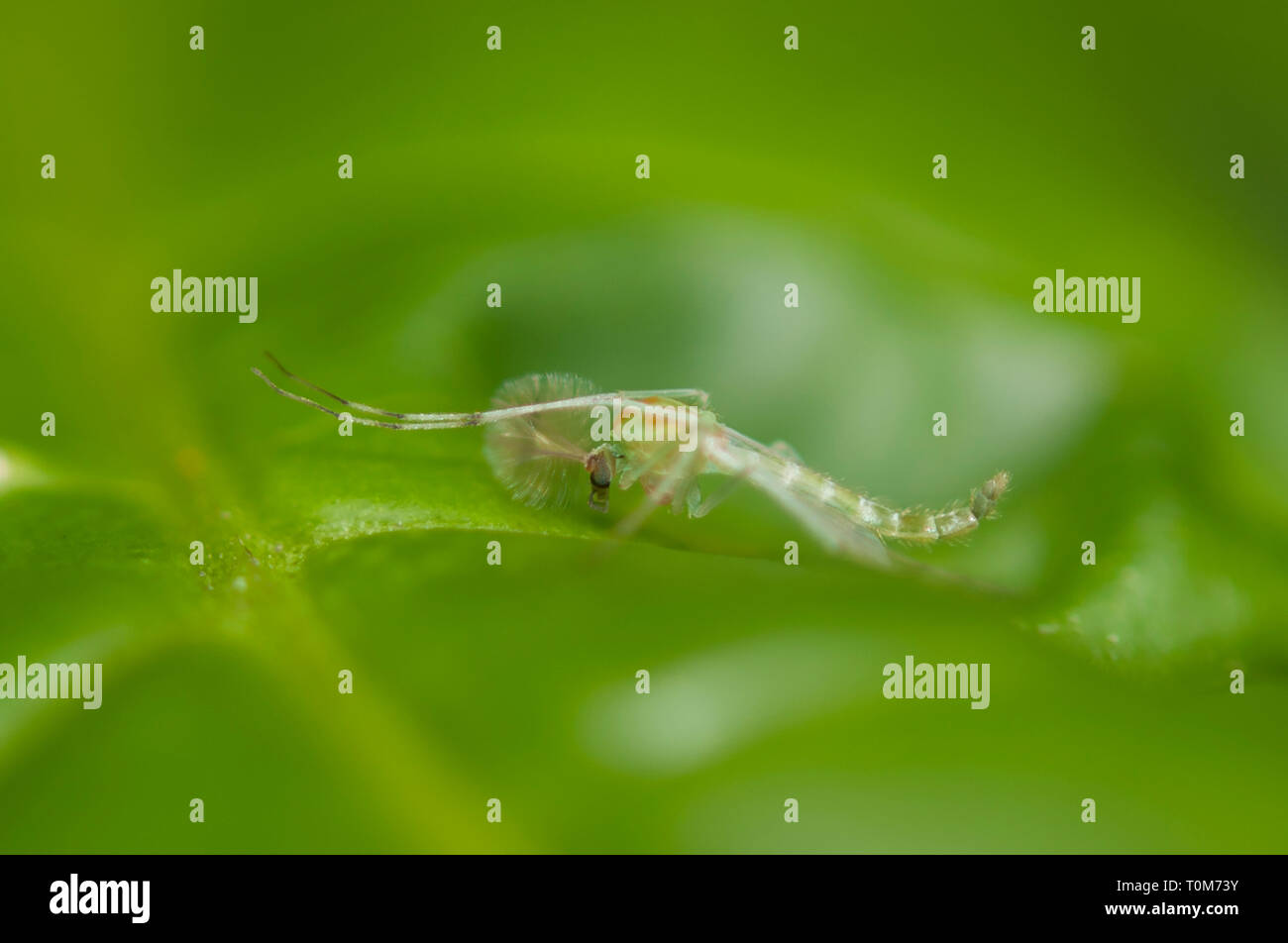 Nematocera hi-res stock photography and images - Alamy