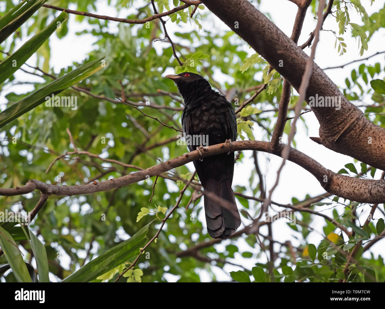 Closeup Male Asian Koel Bird Perched on Branch Stock Photo - Alamy