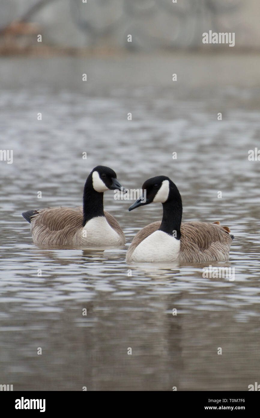 Two Canada geese wading in a creek froming a heart shape Stock Photo ...