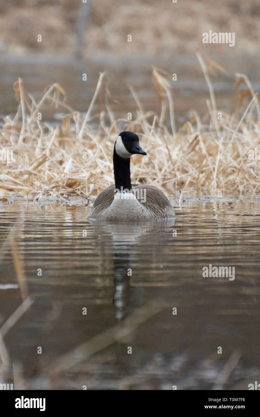 Photo of a canada goose hi-res stock photography and images - Alamy
