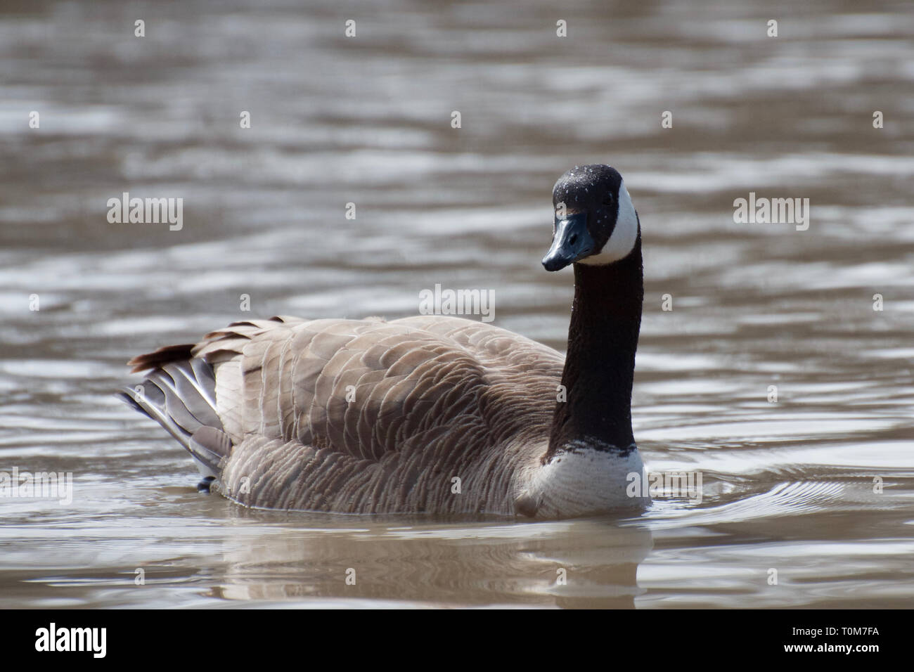 Photo of a canada goose hi-res stock photography and images - Alamy