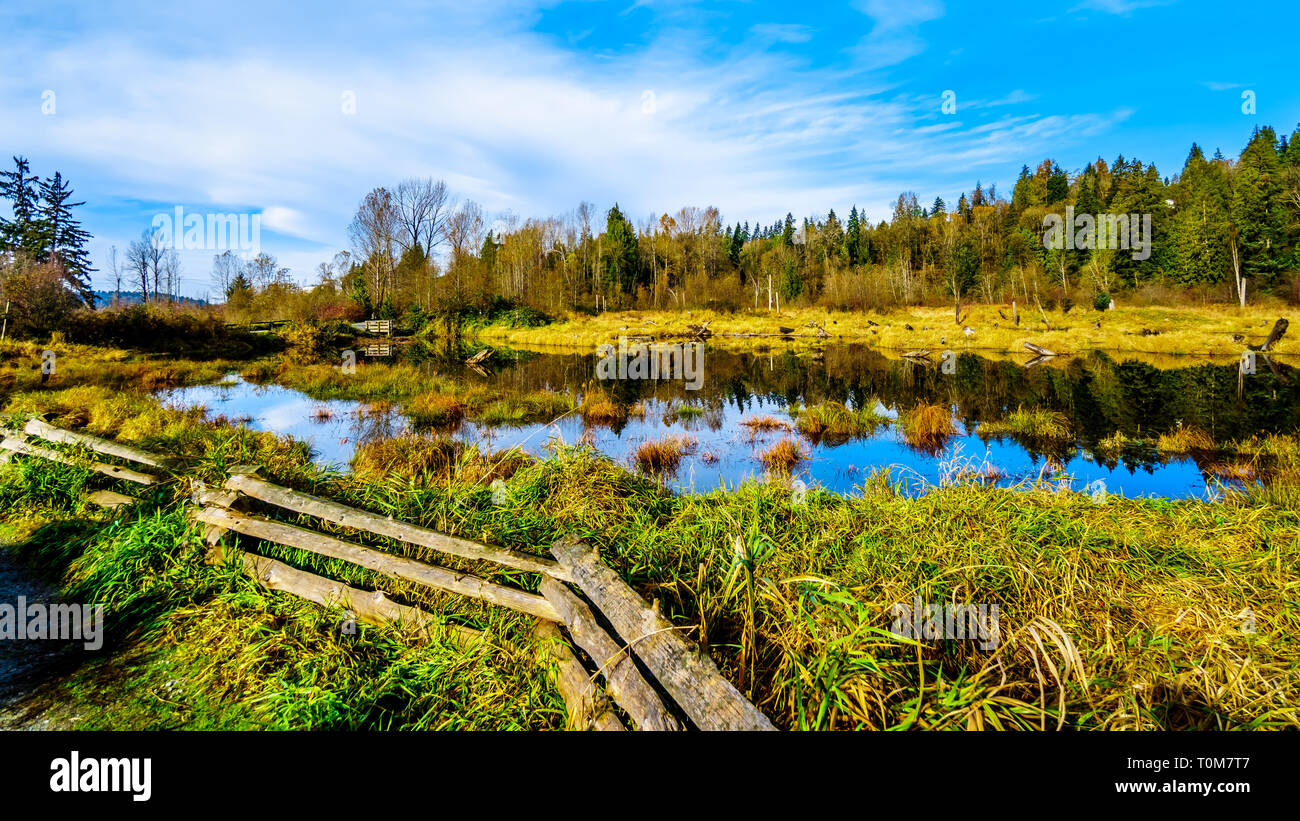 British wetlands hi-res stock photography and images - Alamy