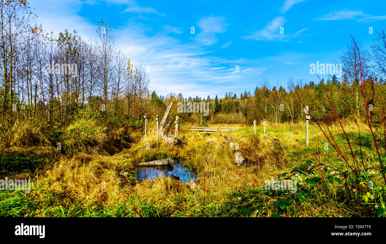 The Silverdale Creek Wetlands, a freshwater Marsh and Bog near Mission ...