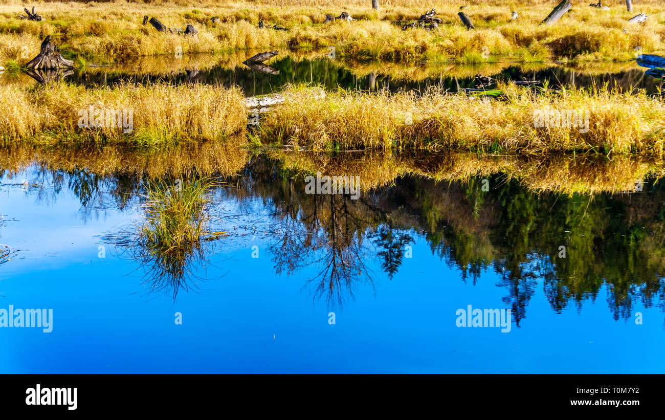 Freshwater bog ecosystem hi-res stock photography and images - Alamy