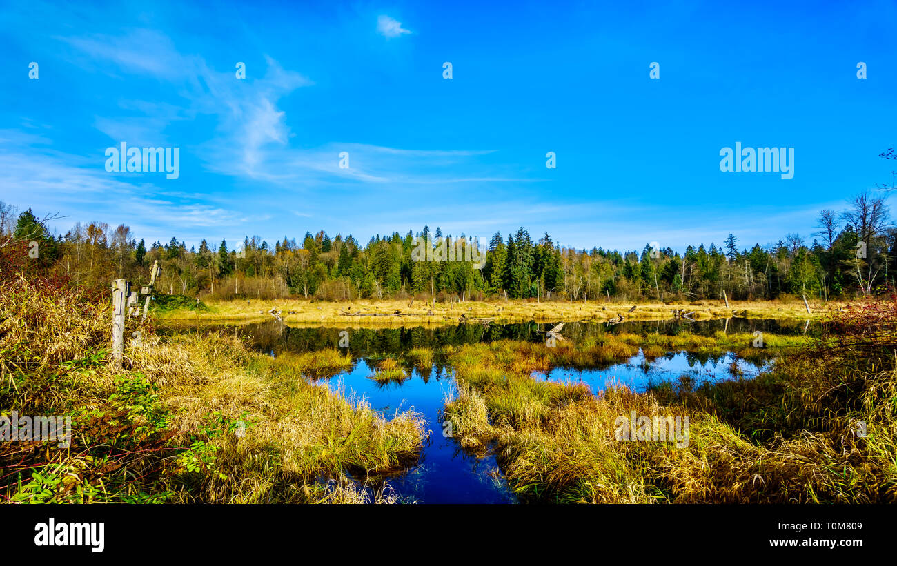 Wetlands High Resolution Stock Photography and Images - Alamy