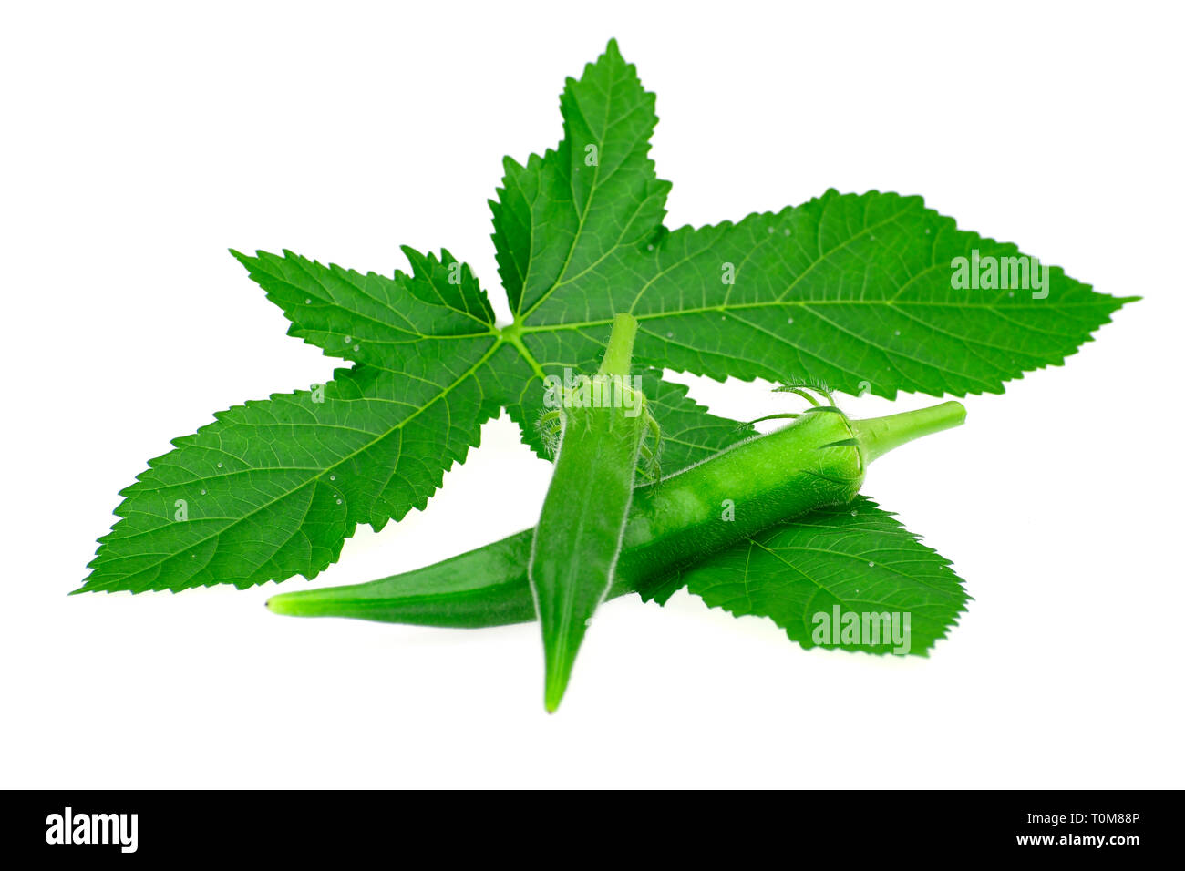 Okra isolated on white background Stock Photo - Alamy