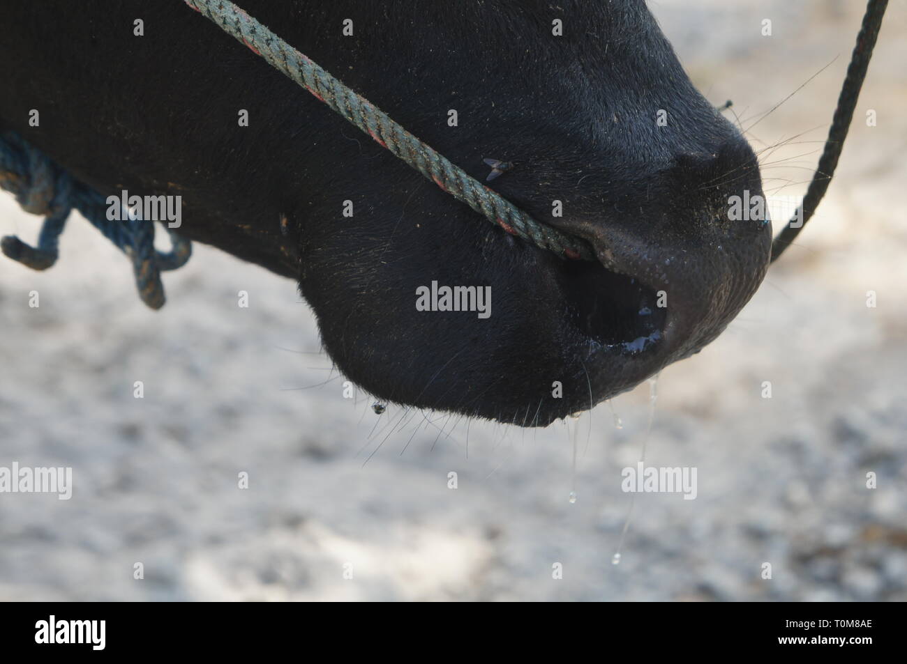 Nose rope hi-res stock photography and images - Alamy