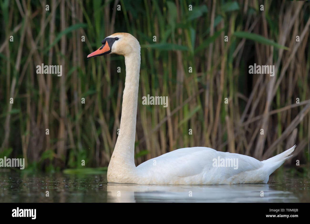 Swan full body shot hi-res stock photography and images - Alamy