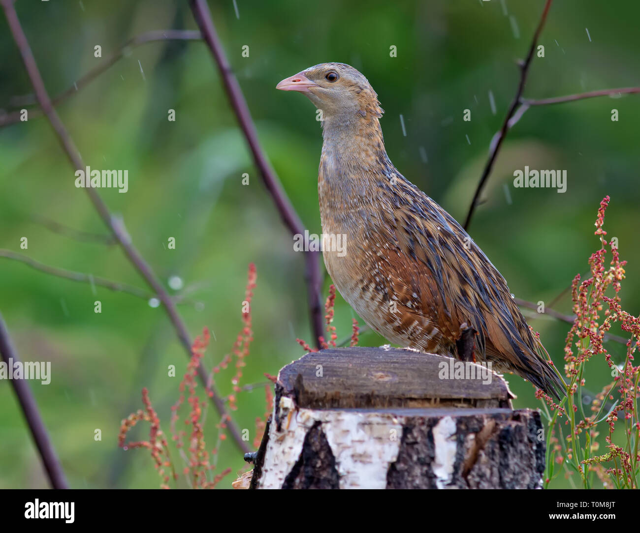 Corn crake posing behind a stump with rain drops Stock Photo - Alamy