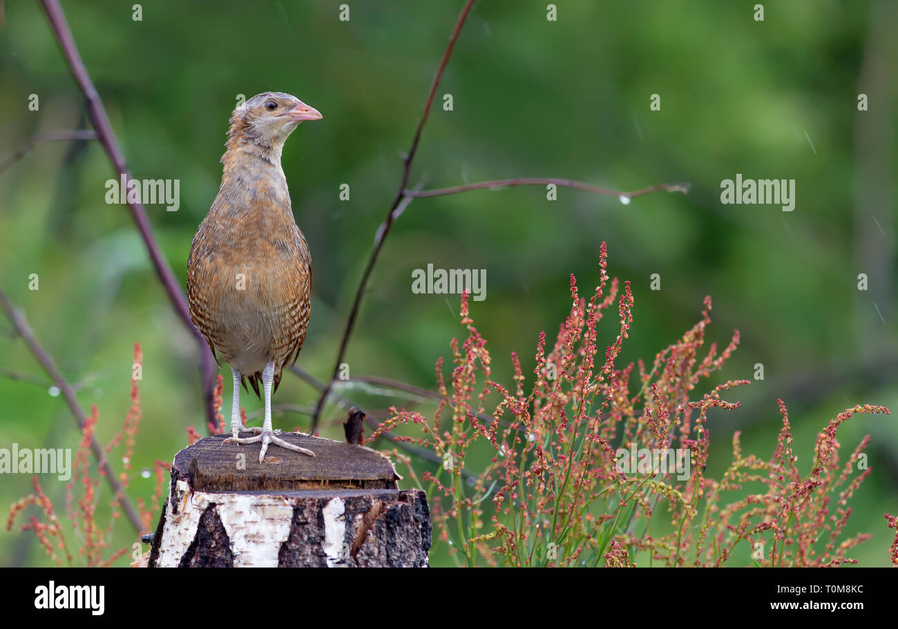 Corn crake posing on a birch stump in rain Stock Photo - Alamy